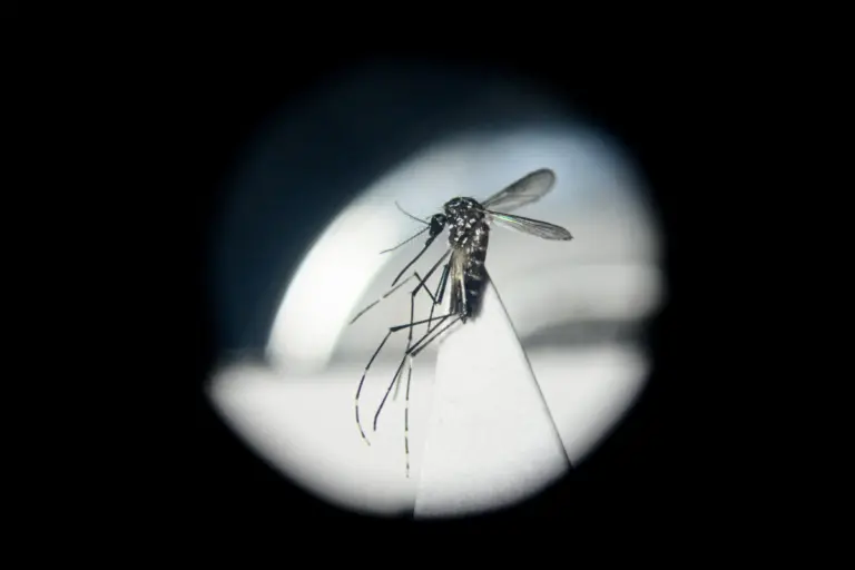 Tiroler Forscherin untersucht Chikungunya-Impfstoff in Afrika