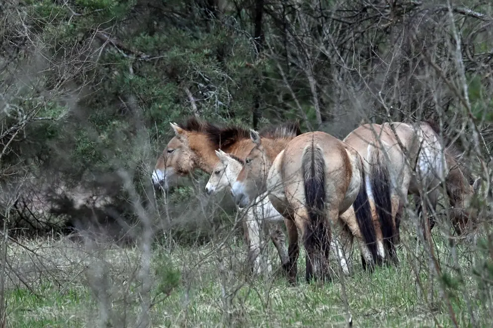 Wiederansiedlung: Przewalski-Pferde in Kasachstan gelandet