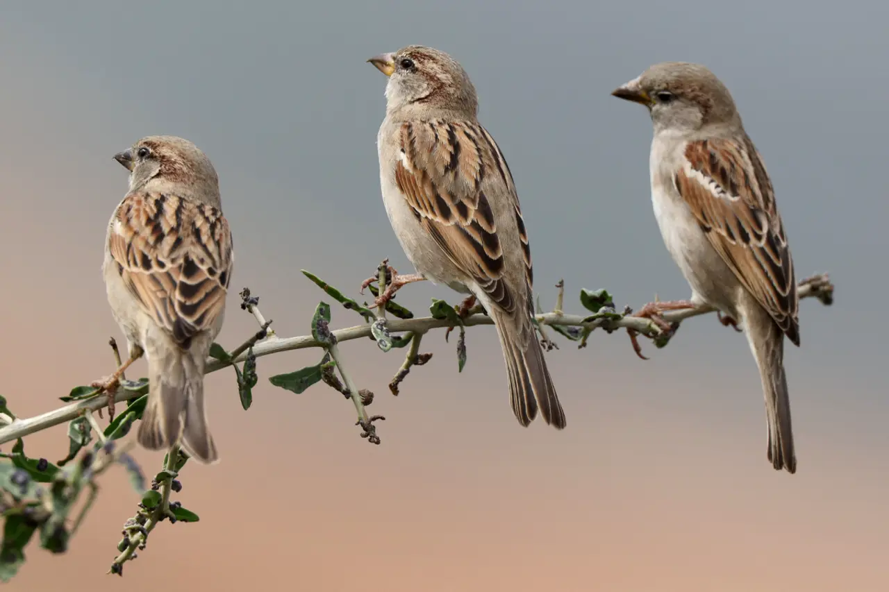Der Gesang der Vögel macht Menschen entspannter und glücklicher